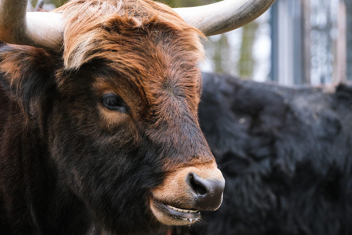 Are you a Smiling Ox? - Slade Group